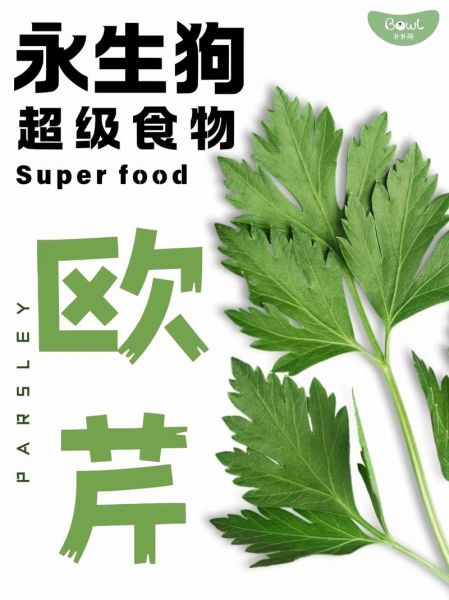 欧芹和芹菜的区别_欧芹和芹菜哪个更健康-第2张图片-山城妙识 欧芹和芹菜的区别_欧芹和芹菜哪个更健康-第2张图片-山城妙识