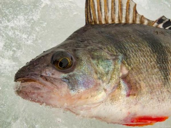 花斑鱼图片大全高清_花斑鱼长什么样-第2张图片-山城妙识 花斑鱼图片大全高清_花斑鱼长什么样-第2张图片-山城妙识