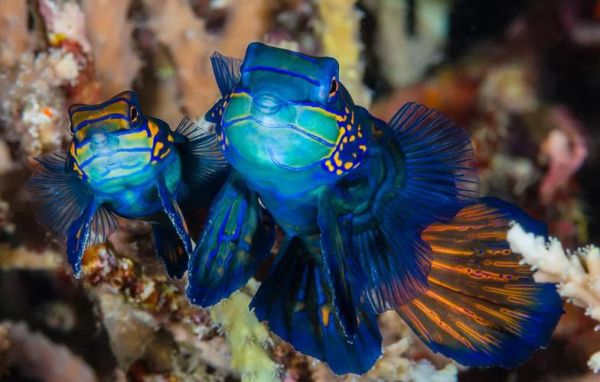 花斑鱼图片大全高清_花斑鱼长什么样-第3张图片-山城妙识 花斑鱼图片大全高清_花斑鱼长什么样-第3张图片-山城妙识