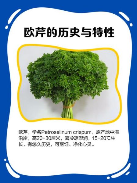 欧芹和芹菜的区别_欧芹和芹菜哪个更健康-第3张图片-山城妙识 欧芹和芹菜的区别_欧芹和芹菜哪个更健康-第3张图片-山城妙识