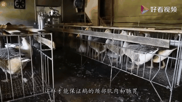 鹅肝为什么残忍_鹅肝制作过程-第1张图片-山城妙识 鹅肝为什么残忍_鹅肝制作过程-第1张图片-山城妙识