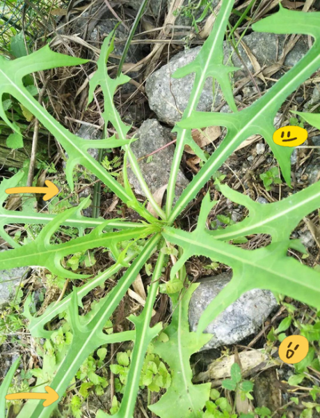 山莴苣的功效与作用_山莴苣怎么吃效果最好-第3张图片-山城妙识 山莴苣的功效与作用_山莴苣怎么吃效果最好-第3张图片-山城妙识