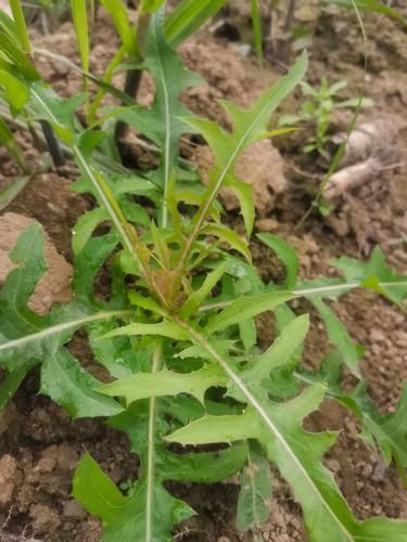 山莴苣的功效与作用_山莴苣怎么吃效果最好-第2张图片-山城妙识 山莴苣的功效与作用_山莴苣怎么吃效果最好-第2张图片-山城妙识