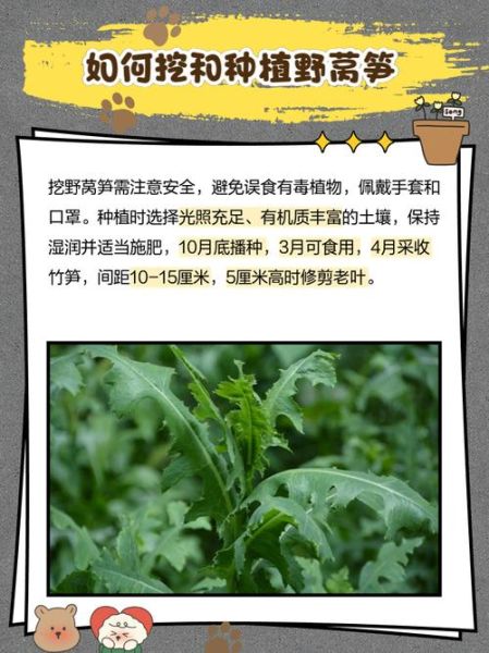 山莴苣的功效与作用_山莴苣怎么吃效果最好-第1张图片-山城妙识 山莴苣的功效与作用_山莴苣怎么吃效果最好-第1张图片-山城妙识