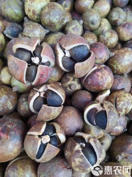 油茶籽怎么保存_油茶籽多少钱一斤-第3张图片-山城妙识 油茶籽怎么保存_油茶籽多少钱一斤-第3张图片-山城妙识