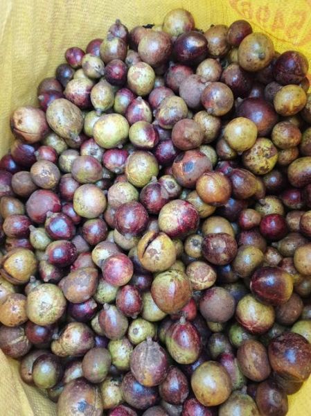 油茶籽怎么保存_油茶籽多少钱一斤-第2张图片-山城妙识 油茶籽怎么保存_油茶籽多少钱一斤-第2张图片-山城妙识