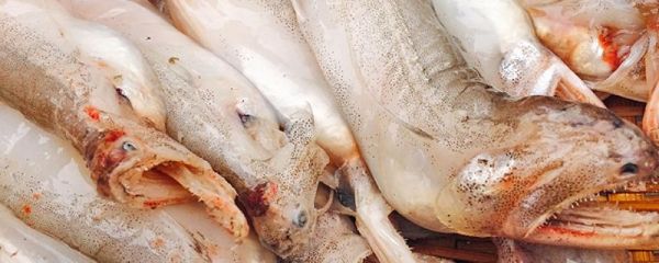 水潺鱼图片_水潺鱼是什么鱼-第2张图片-山城妙识 水潺鱼图片_水潺鱼是什么鱼-第2张图片-山城妙识