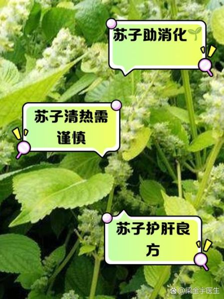 苏子的功效与作用_苏子怎么吃效果最好-第1张图片-山城妙识 苏子的功效与作用_苏子怎么吃效果最好-第1张图片-山城妙识