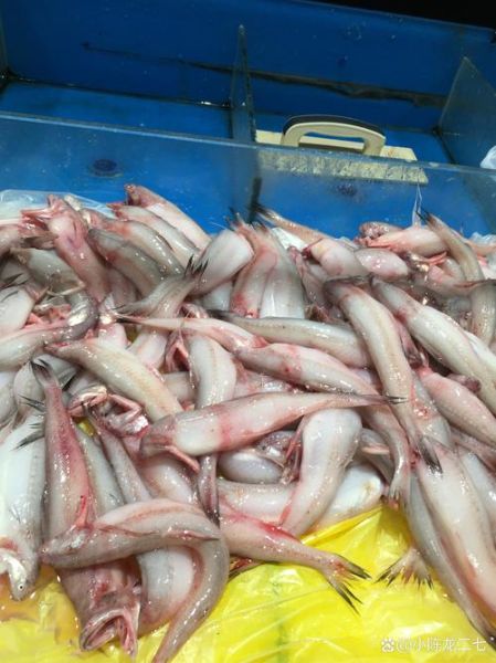 水潺鱼图片_水潺鱼是什么鱼-第3张图片-山城妙识 水潺鱼图片_水潺鱼是什么鱼-第3张图片-山城妙识