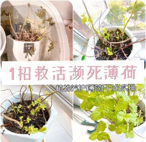 能救活吗_植物枯萎怎么救活-第1张图片-山城妙识 能救活吗_植物枯萎怎么救活-第1张图片-山城妙识