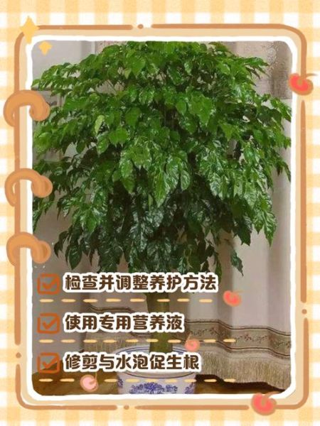能救活吗_植物枯萎怎么救活-第3张图片-山城妙识 能救活吗_植物枯萎怎么救活-第3张图片-山城妙识