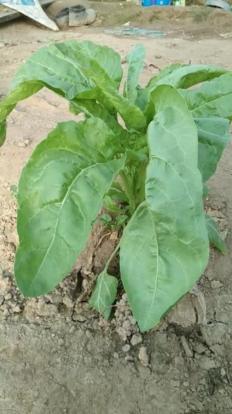 君达菜图片_君达菜长什么样-第1张图片-山城妙识