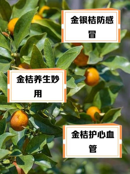 桔子有哪些功效与作用_桔子营养价值高吗-第3张图片-山城妙识 桔子有哪些功效与作用_桔子营养价值高吗-第3张图片-山城妙识