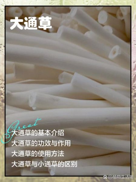 通心草和通草的区别_通心草和通草图片怎么区分-第1张图片-山城妙识 通心草和通草的区别_通心草和通草图片怎么区分-第1张图片-山城妙识