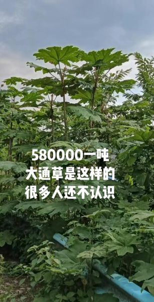 通心草和通草的区别_通心草和通草图片怎么区分-第3张图片-山城妙识 通心草和通草的区别_通心草和通草图片怎么区分-第3张图片-山城妙识