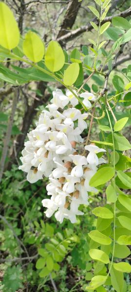 槐花的功效与作用是什么_槐花怎么吃效果最好-第3张图片-山城妙识