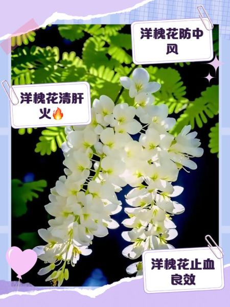 槐花的功效与作用是什么_槐花怎么吃效果最好-第2张图片-山城妙识