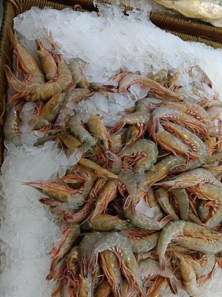 海虾种类有哪些_常见海虾图片及名称-第2张图片-山城妙识 海虾种类有哪些_常见海虾图片及名称-第2张图片-山城妙识