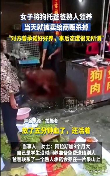 杀狗图片_杀狗图片是否违法-第2张图片-山城妙识