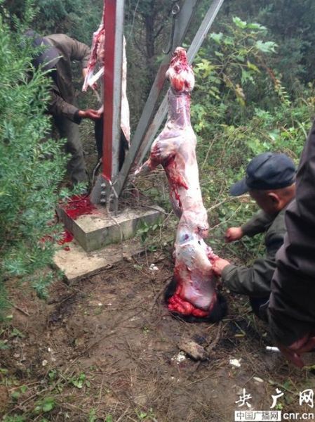 杀狗图片_杀狗图片是否违法-第3张图片-山城妙识