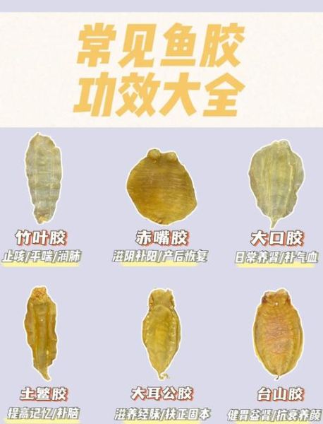 米鱼胶的功效与作用_孕妇可以吃米鱼胶吗-第3张图片-山城妙识 米鱼胶的功效与作用_孕妇可以吃米鱼胶吗-第3张图片-山城妙识