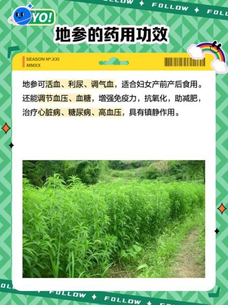 地参的功效与作用及食用方法_地参怎么吃效果最好-第2张图片-山城妙识 地参的功效与作用及食用方法_地参怎么吃效果最好-第2张图片-山城妙识