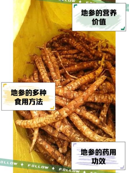 地参的功效与作用及食用方法_地参怎么吃效果最好-第3张图片-山城妙识 地参的功效与作用及食用方法_地参怎么吃效果最好-第3张图片-山城妙识