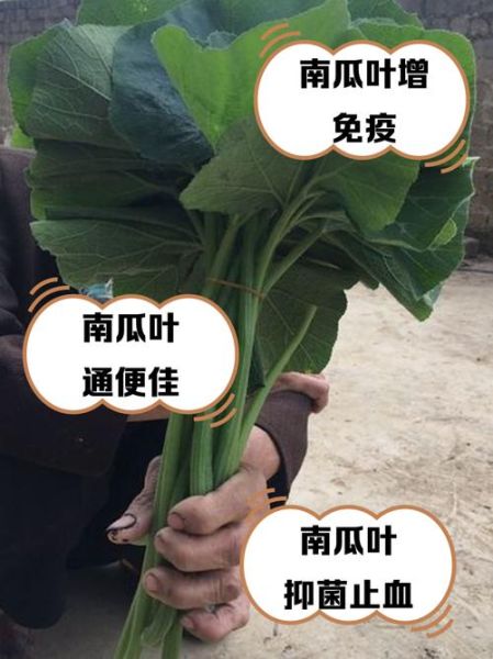 南瓜叶图片怎么拍_南瓜叶的功效与作用-第2张图片-山城妙识