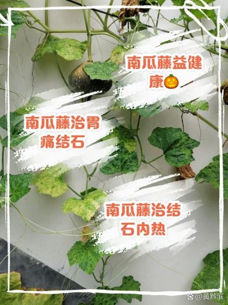 南瓜叶图片怎么拍_南瓜叶的功效与作用-第1张图片-山城妙识