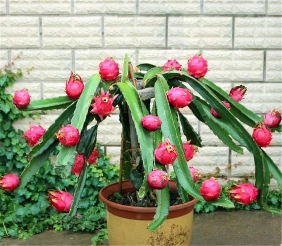 火龙果树长什么样_火龙果树多久结果-第1张图片-山城妙识 火龙果树长什么样_火龙果树多久结果-第1张图片-山城妙识