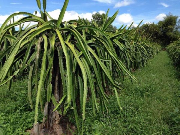 火龙果树长什么样_火龙果树多久结果-第3张图片-山城妙识 火龙果树长什么样_火龙果树多久结果-第3张图片-山城妙识