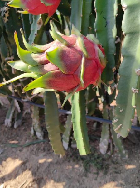 火龙果树长什么样_火龙果树多久结果-第2张图片-山城妙识 火龙果树长什么样_火龙果树多久结果-第2张图片-山城妙识