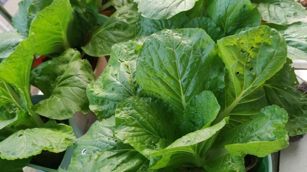 白菜品种大全图片_哪种白菜最适合阳台盆栽-第2张图片-山城妙识