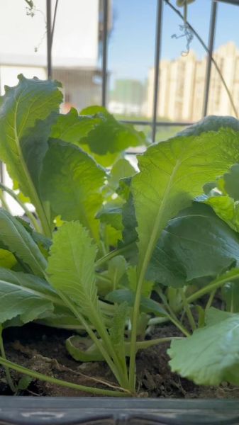 白菜品种大全图片_哪种白菜最适合阳台盆栽-第1张图片-山城妙识