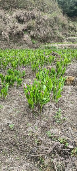 白芨种植技术_白芨种植方法-第2张图片-山城妙识 白芨种植技术_白芨种植方法-第2张图片-山城妙识
