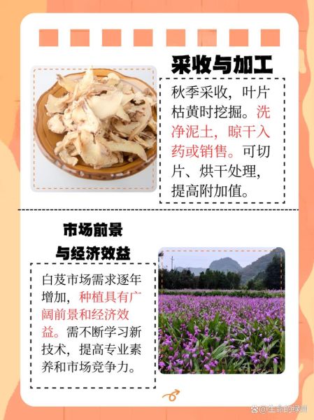 白芨种植技术_白芨种植方法-第1张图片-山城妙识 白芨种植技术_白芨种植方法-第1张图片-山城妙识