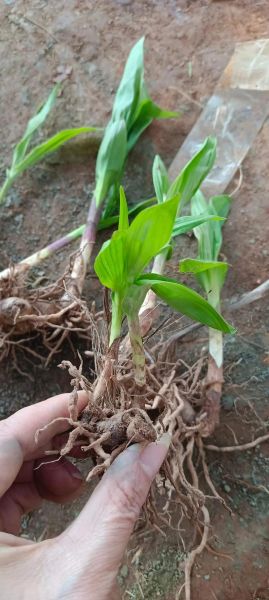 白芨种植技术_白芨种植方法-第3张图片-山城妙识 白芨种植技术_白芨种植方法-第3张图片-山城妙识