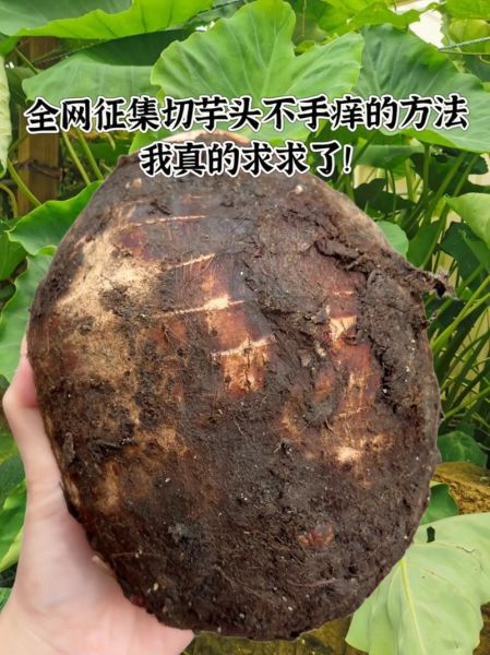 毛芋头怎么去皮不手痒_毛芋头蒸多久才软糯-第2张图片-山城妙识 毛芋头怎么去皮不手痒_毛芋头蒸多久才软糯-第2张图片-山城妙识