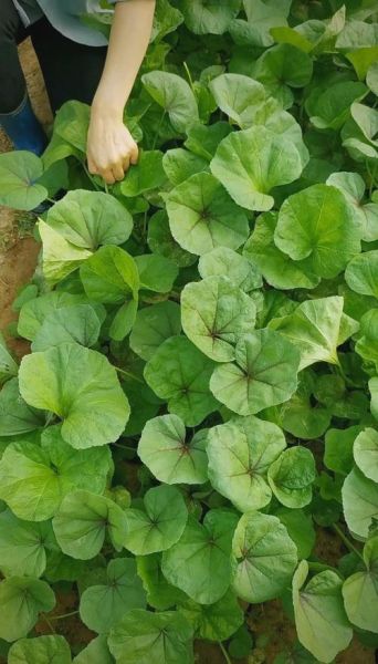 冬寒菜什么时候种_冬寒菜怎么种-第2张图片-山城妙识 冬寒菜什么时候种_冬寒菜怎么种-第2张图片-山城妙识