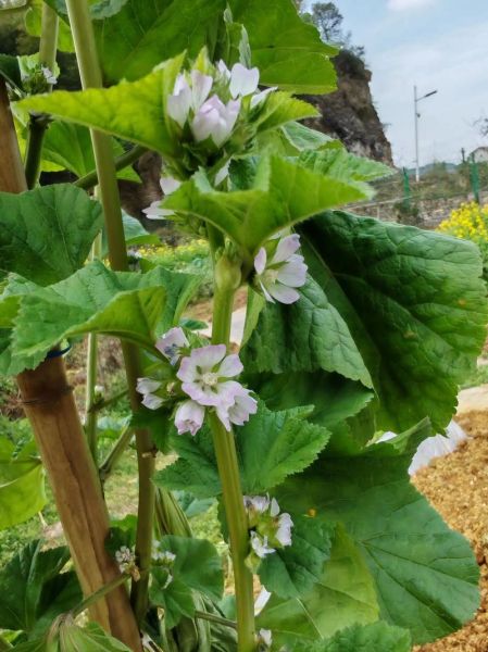 冬寒菜什么时候种_冬寒菜怎么种-第1张图片-山城妙识 冬寒菜什么时候种_冬寒菜怎么种-第1张图片-山城妙识