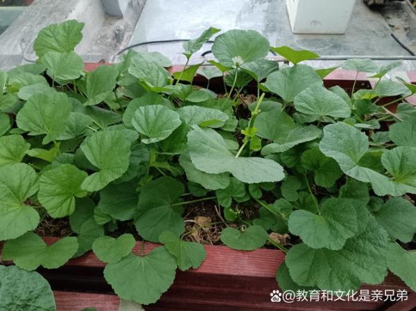 冬寒菜什么时候种_冬寒菜怎么种-第3张图片-山城妙识 冬寒菜什么时候种_冬寒菜怎么种-第3张图片-山城妙识