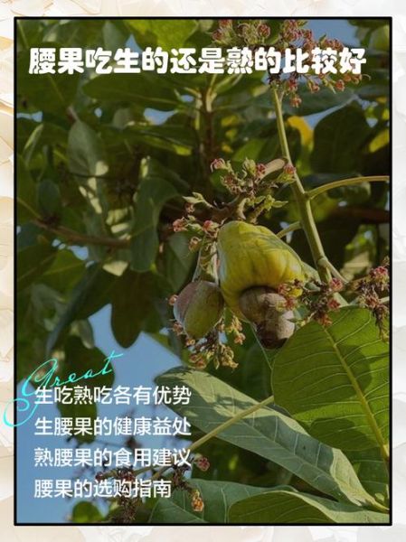 生腰果可以直接吃吗_生腰果怎么吃才安全-第3张图片-山城妙识