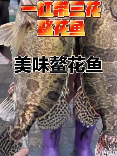 鳌花鱼怎么做好吃_鳌花鱼的家常做法-第1张图片-山城妙识 鳌花鱼怎么做好吃_鳌花鱼的家常做法-第1张图片-山城妙识