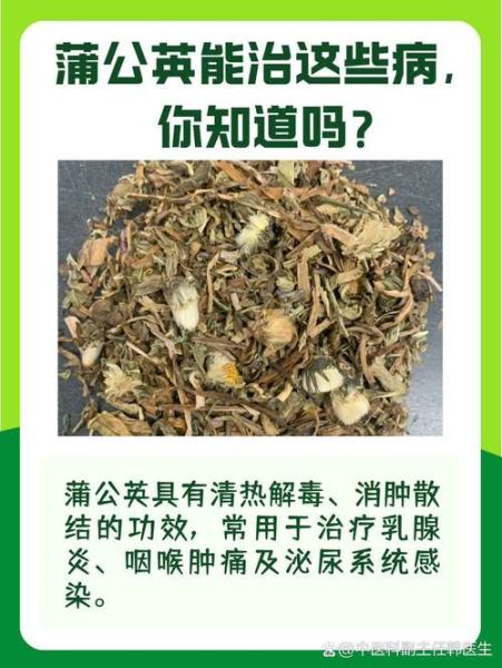 蒲公英能治什么病_蒲公英专治十种病是真的吗-第2张图片-山城妙识