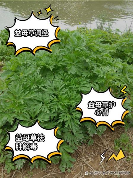 益母草的功效与作用禁忌_益母草的正确食用方法-第2张图片-山城妙识 益母草的功效与作用禁忌_益母草的正确食用方法-第2张图片-山城妙识