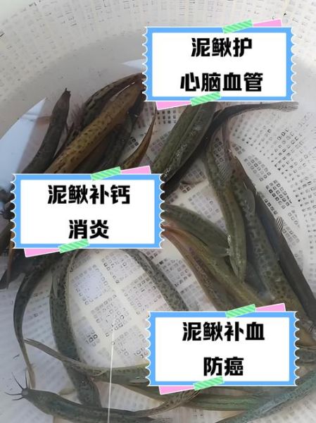 女人吃泥鳅的功效_泥鳅对女人有什么好处-第3张图片-山城妙识