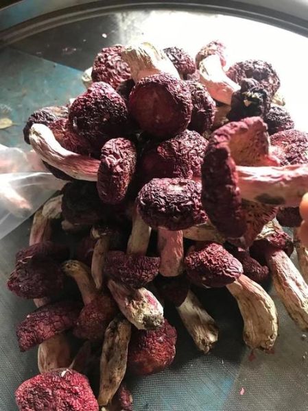 红菇多少钱一斤_野生红菇价格为什么高-第2张图片-山城妙识