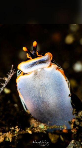 海兔影院中国版怎么下载_海兔影院中国版安全吗-第2张图片-山城妙识