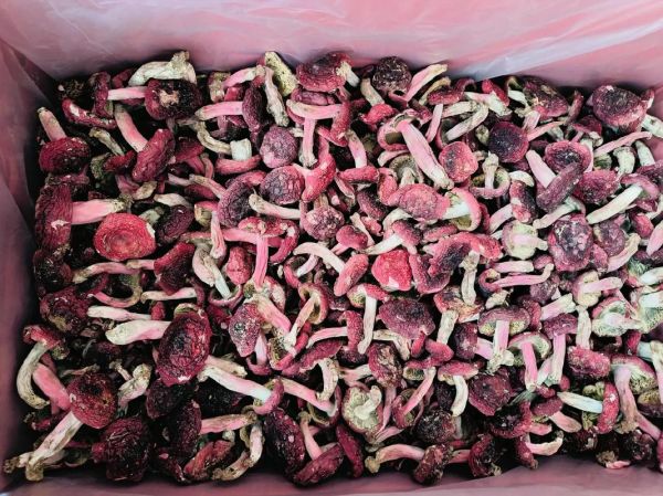 红菇多少钱一斤_野生红菇价格为什么高-第3张图片-山城妙识