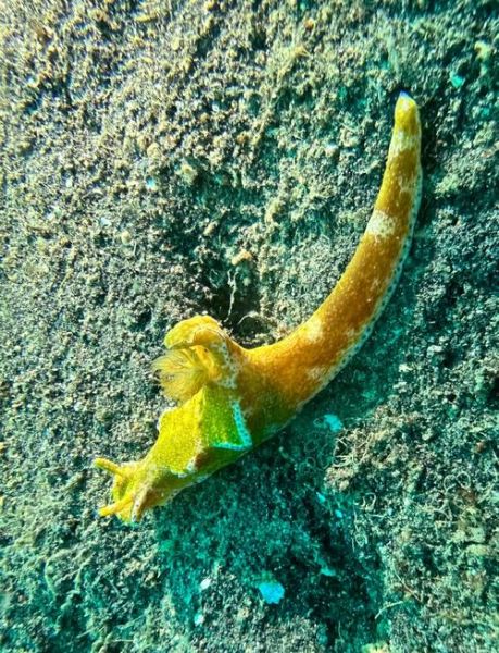 海兔影院中国版怎么下载_海兔影院中国版安全吗-第1张图片-山城妙识